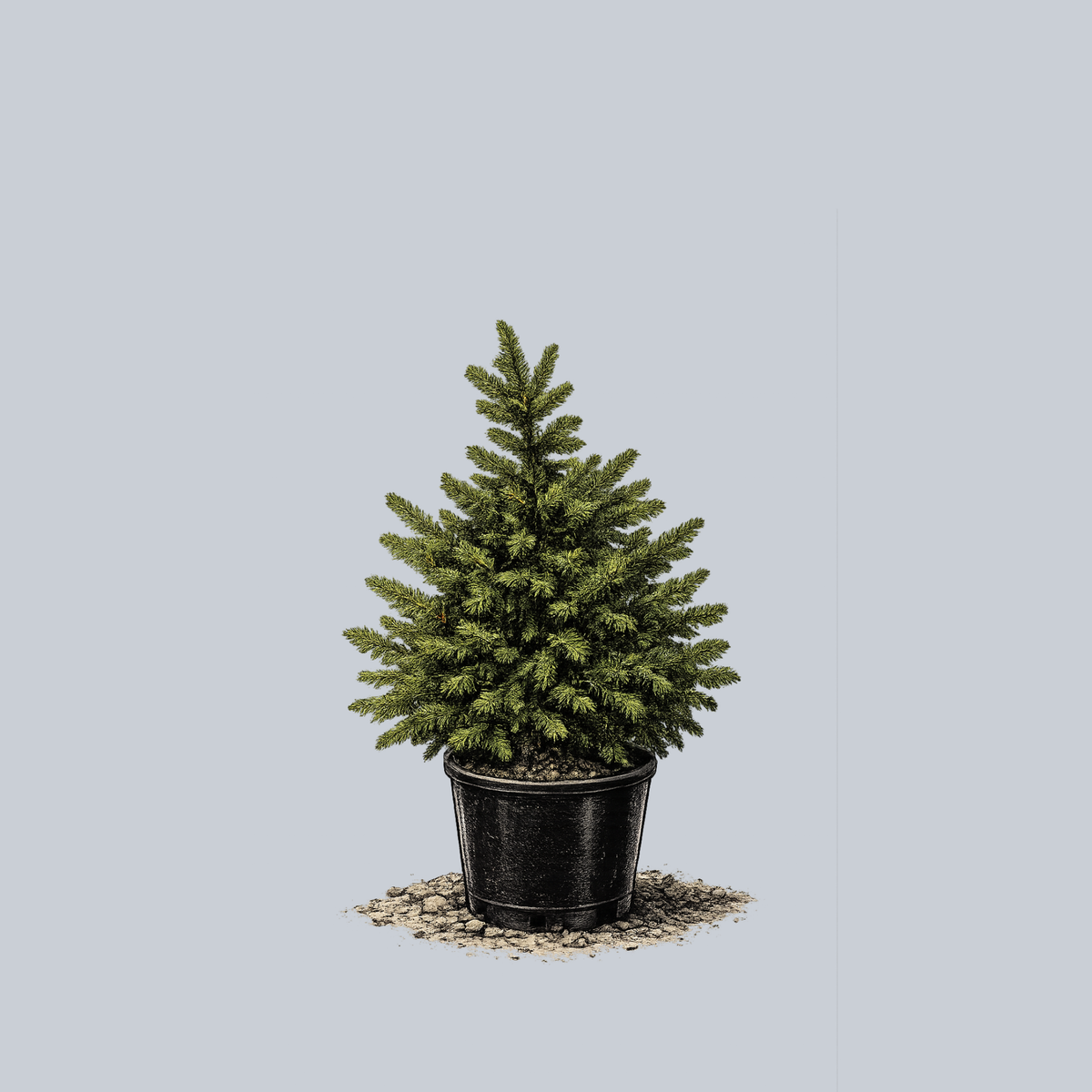 Sherwood Compact Norway Spruce – Plant Detectives