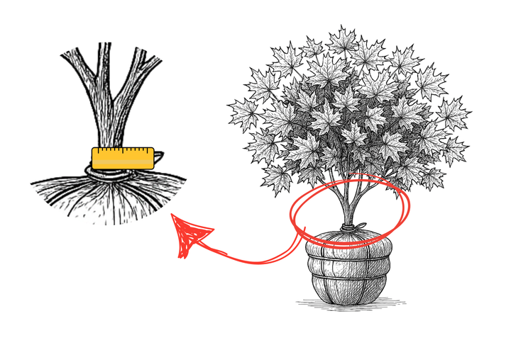 Plant Size Guide – Plant Detectives