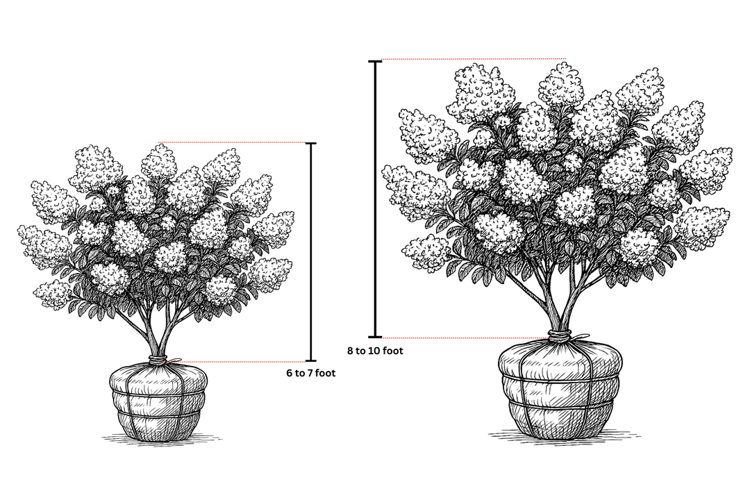 Plant Size Guide – Plant Detectives