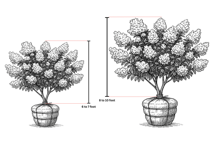 Plant Size Guide – Plant Detectives