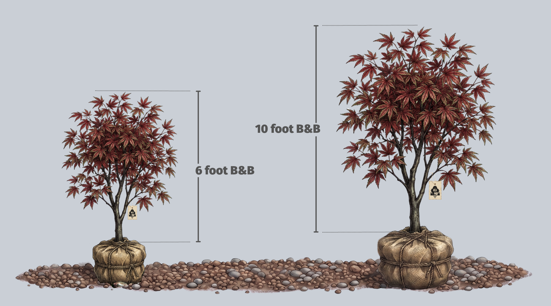 Plant Size Guide – Plant Detectives