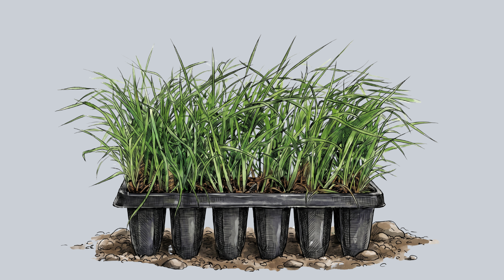Plant Size Guide – Plant Detectives