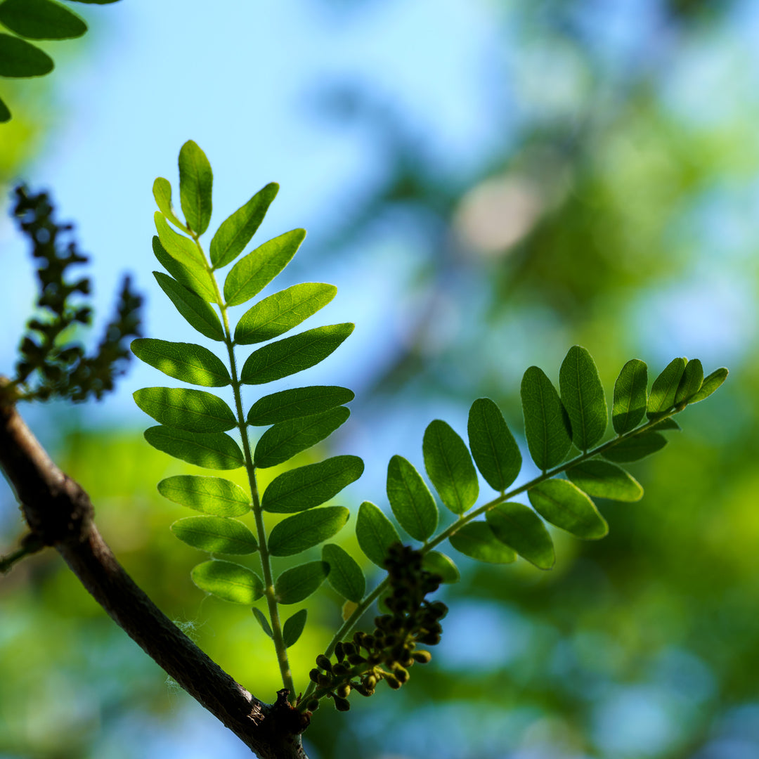 The Honeylocust Guide – Plant Detectives