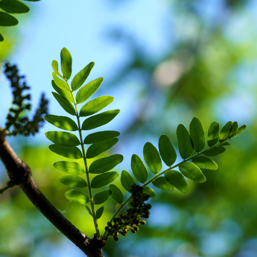The Honeylocust Guide – Plant Detectives