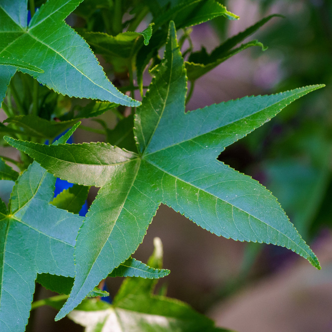 The Sweetgum Guide – Plant Detectives