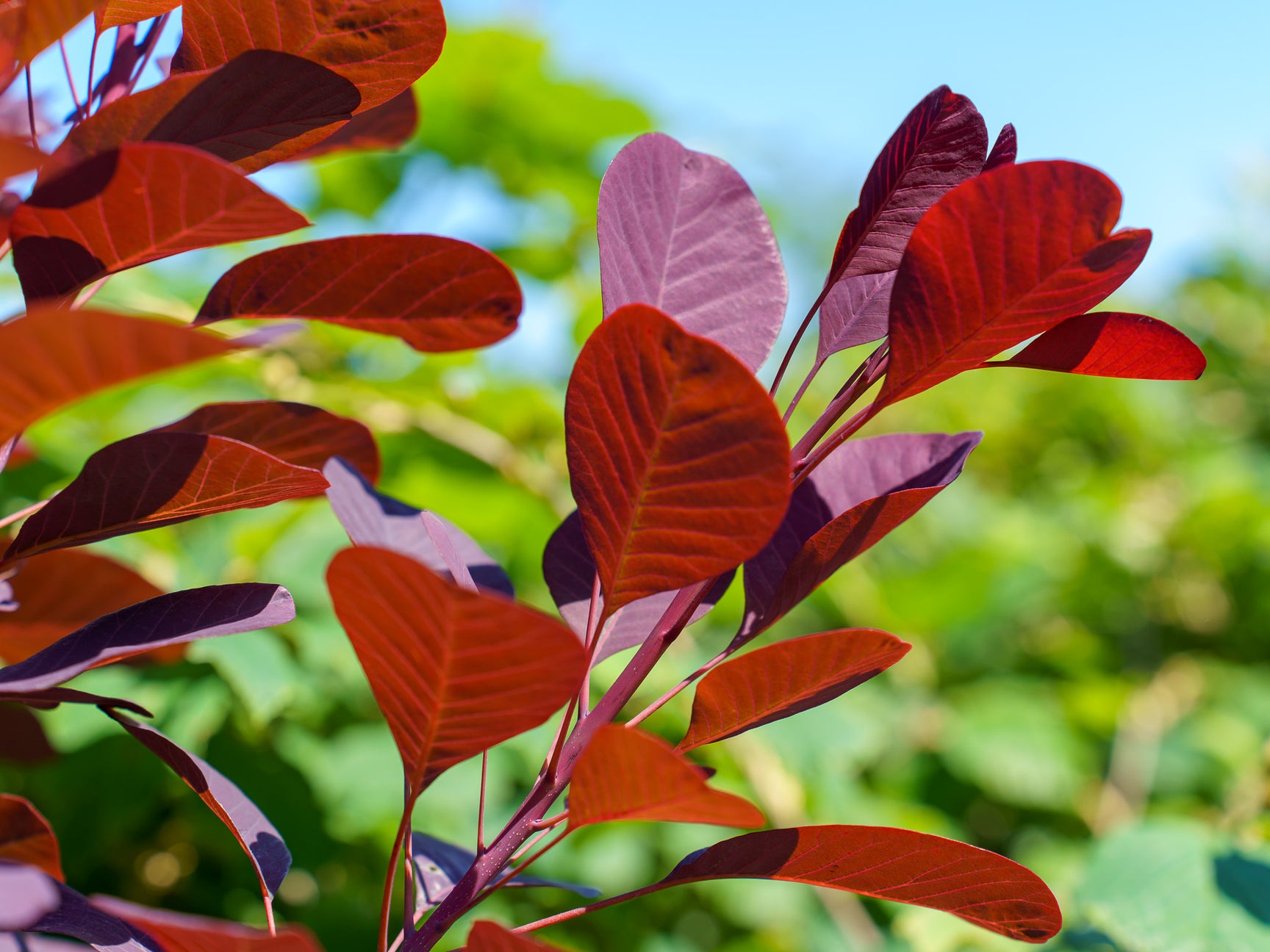 The Smokebush Guide – Plant Detectives