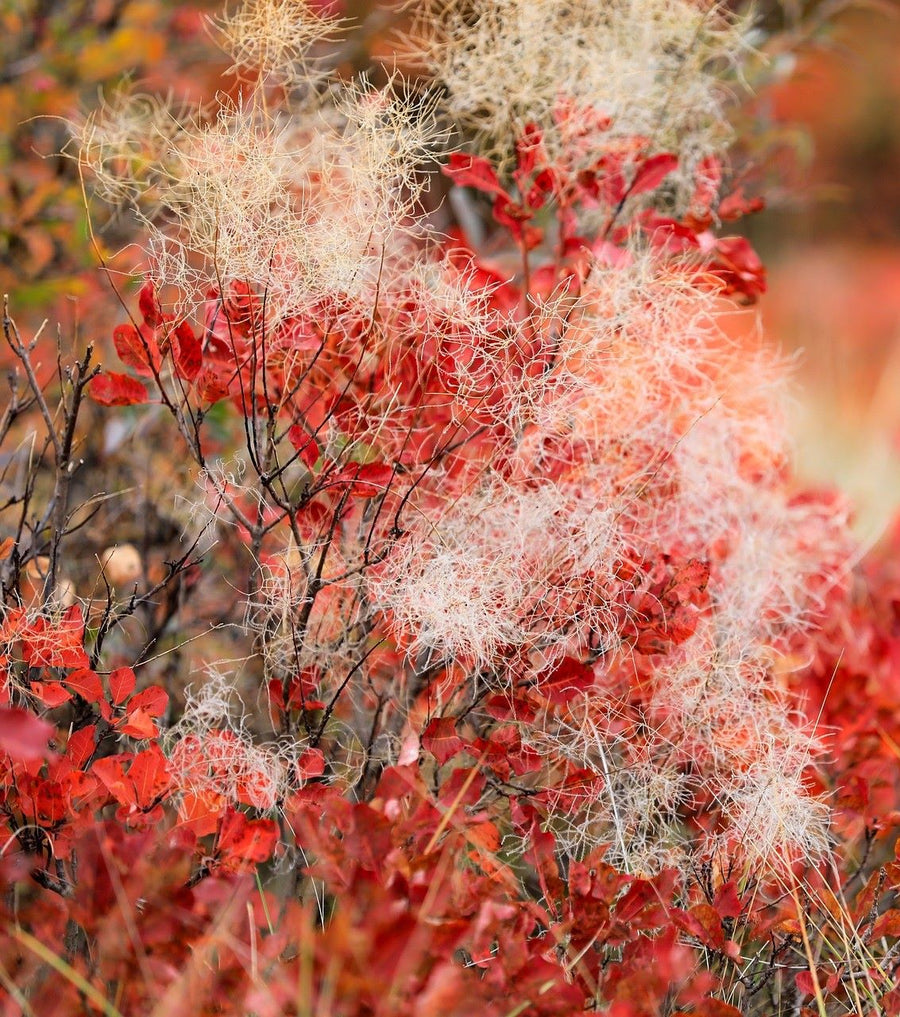 The Smokebush Guide – Plant Detectives