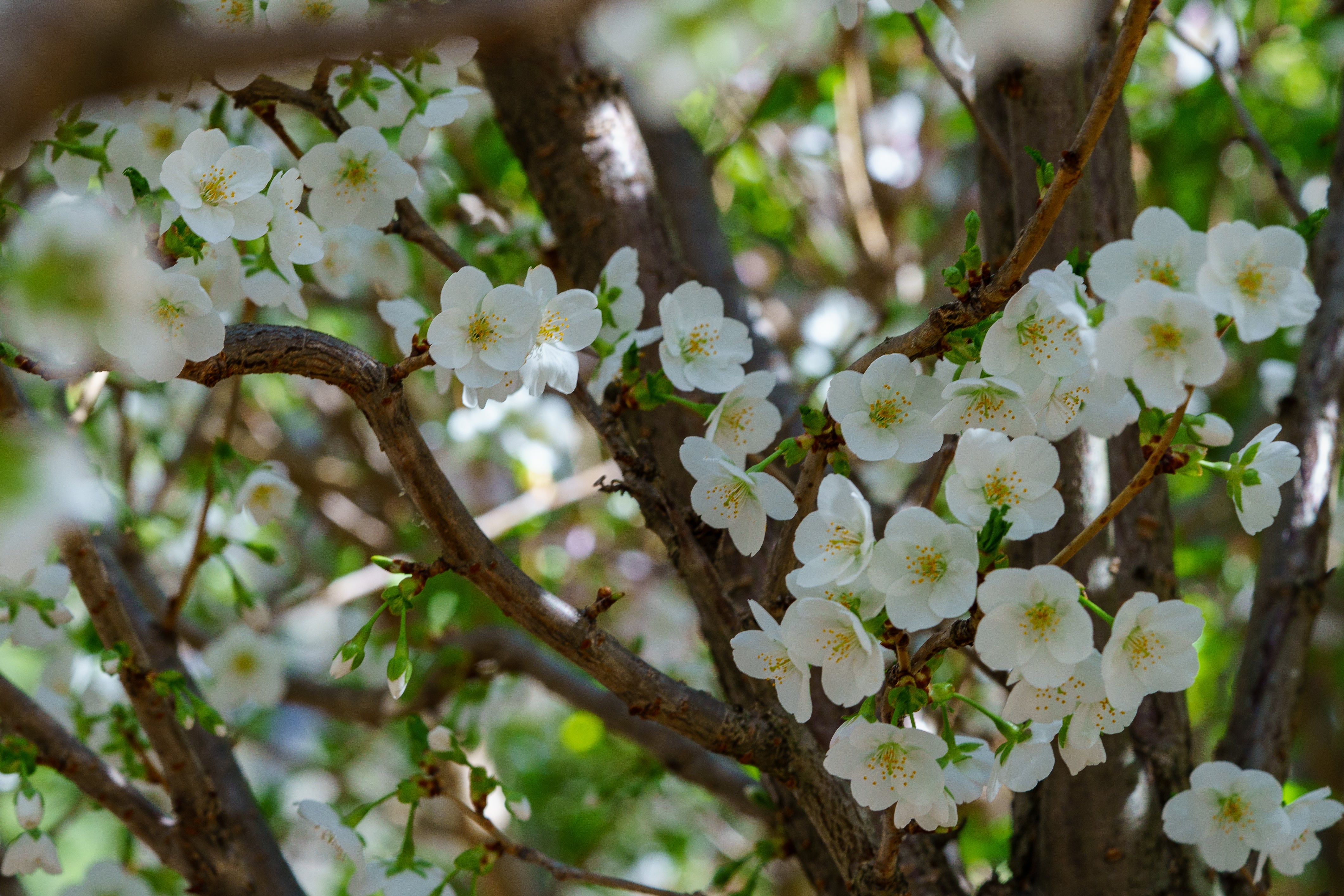 Plant of the Week: Snow Goose Cherry Tree – Plant Detectives