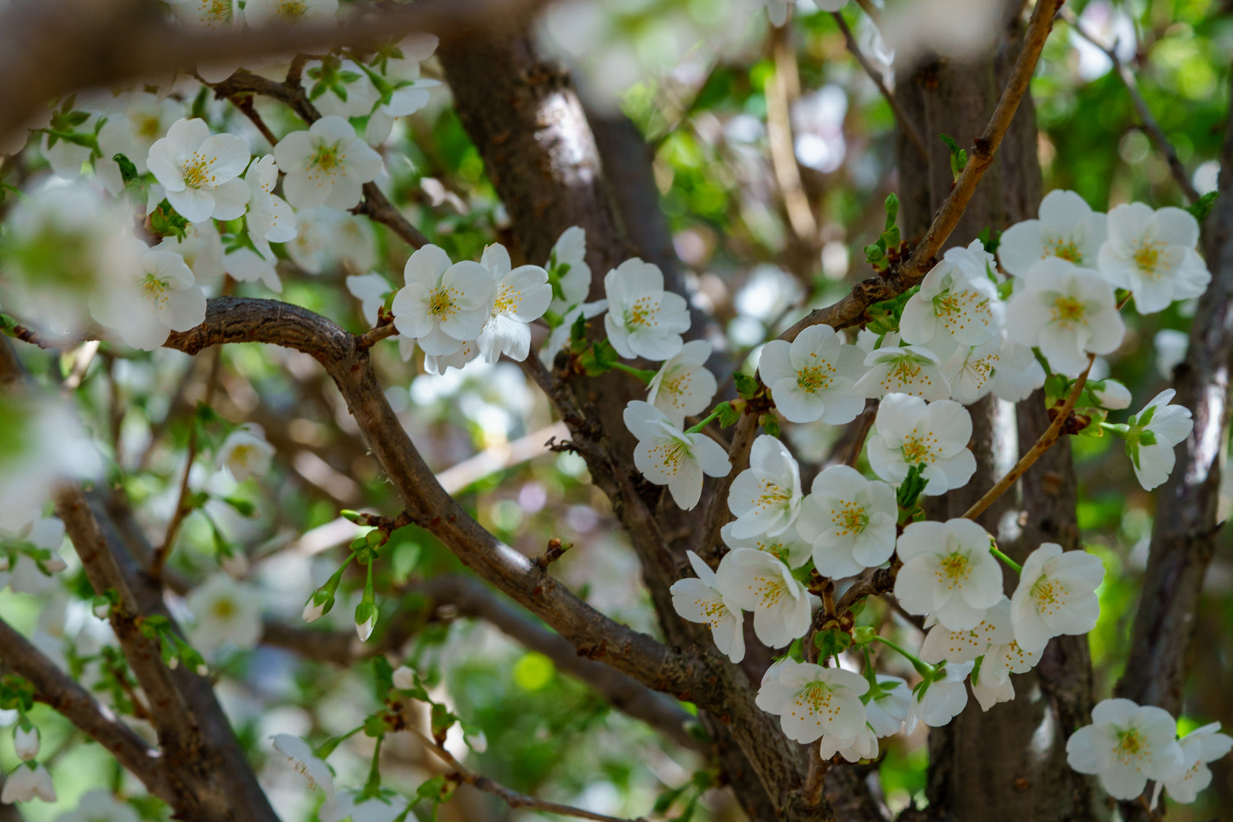 Plant of the Week: Snow Goose Cherry Tree – Plant Detectives