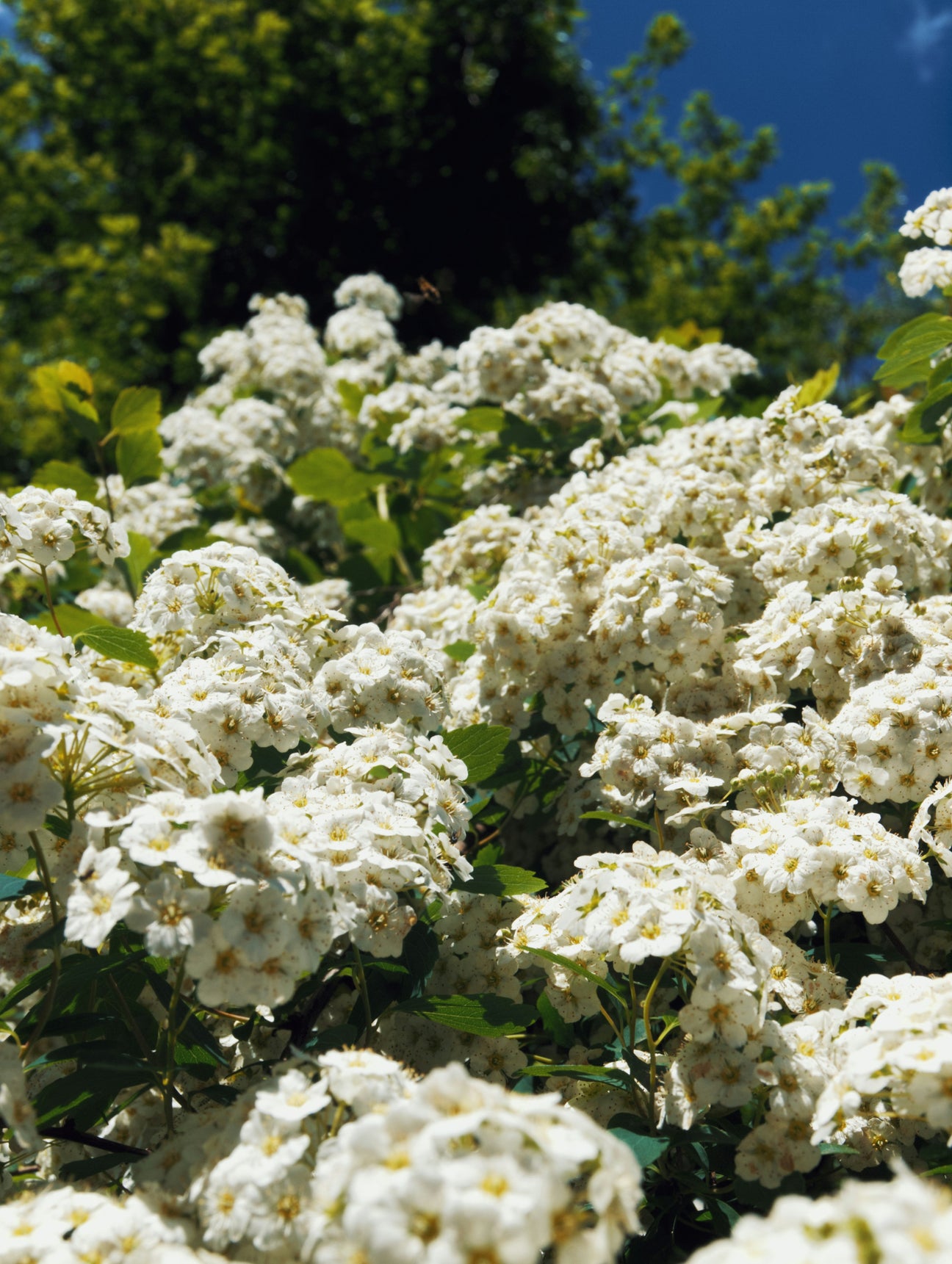 The Spirea Guide – Plant Detectives