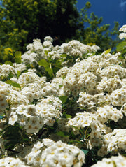 The Spirea Guide – Plant Detectives