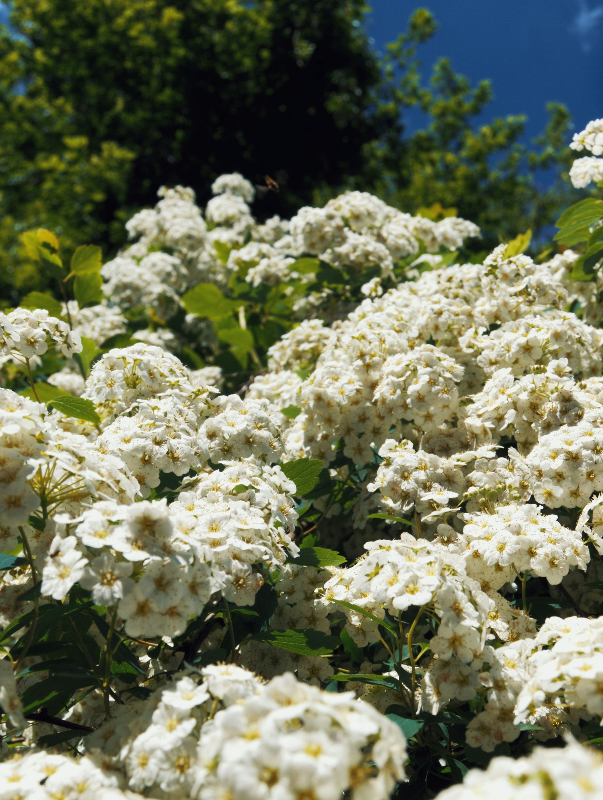The Spirea Guide – Plant Detectives