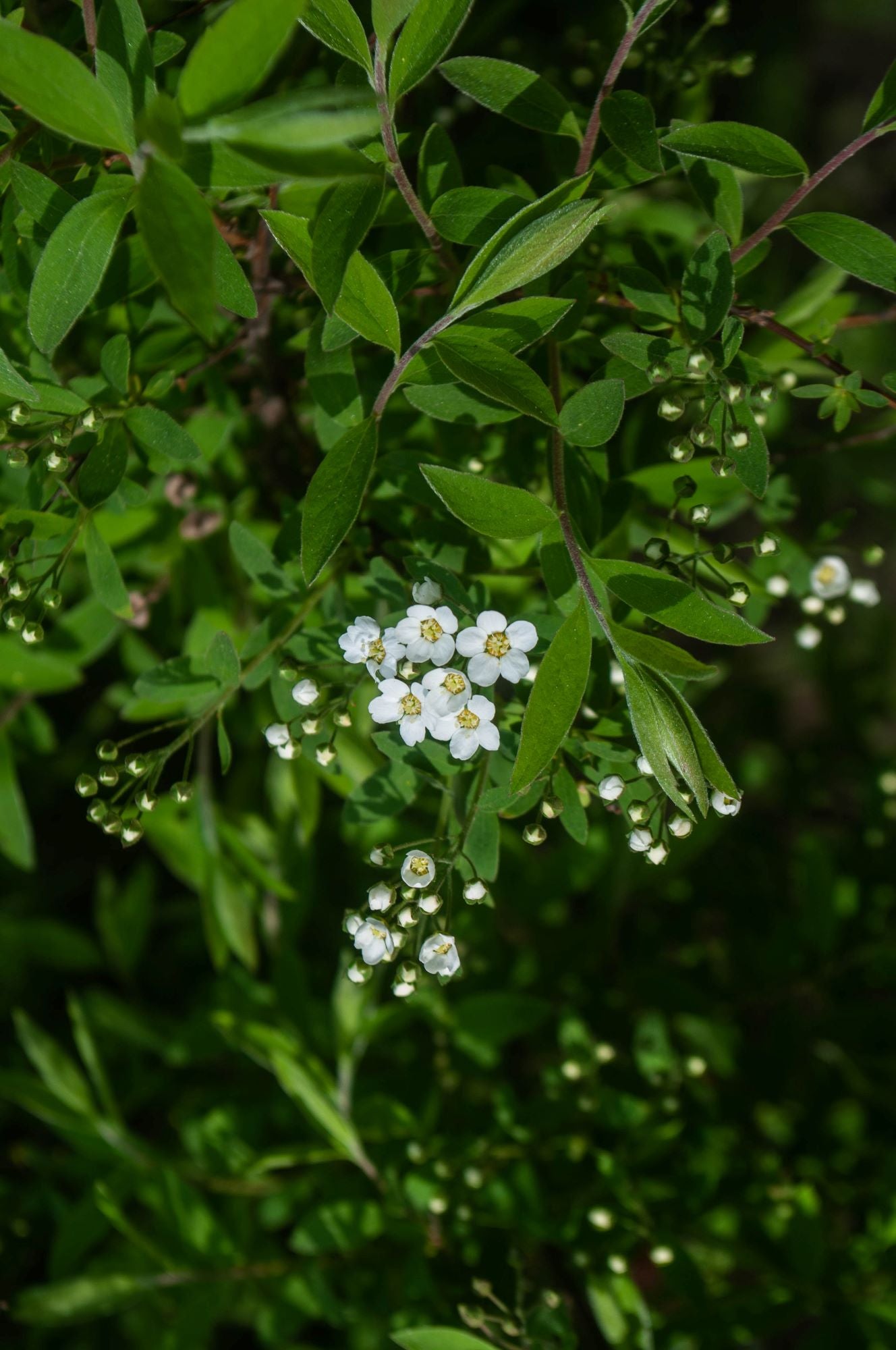 The Spirea Guide – Plant Detectives