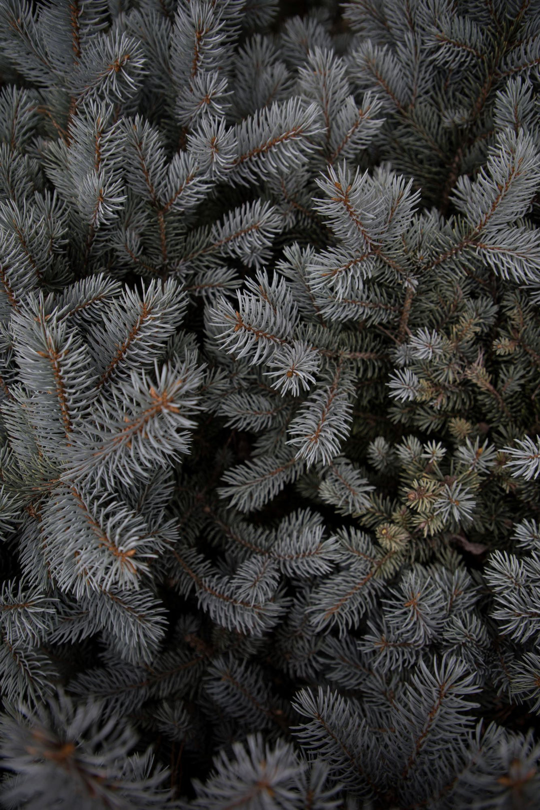 Spruce (Picea) – Plant Detectives