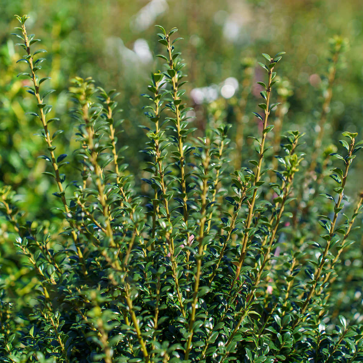 Steeds Japanese Holly – Plant Detectives