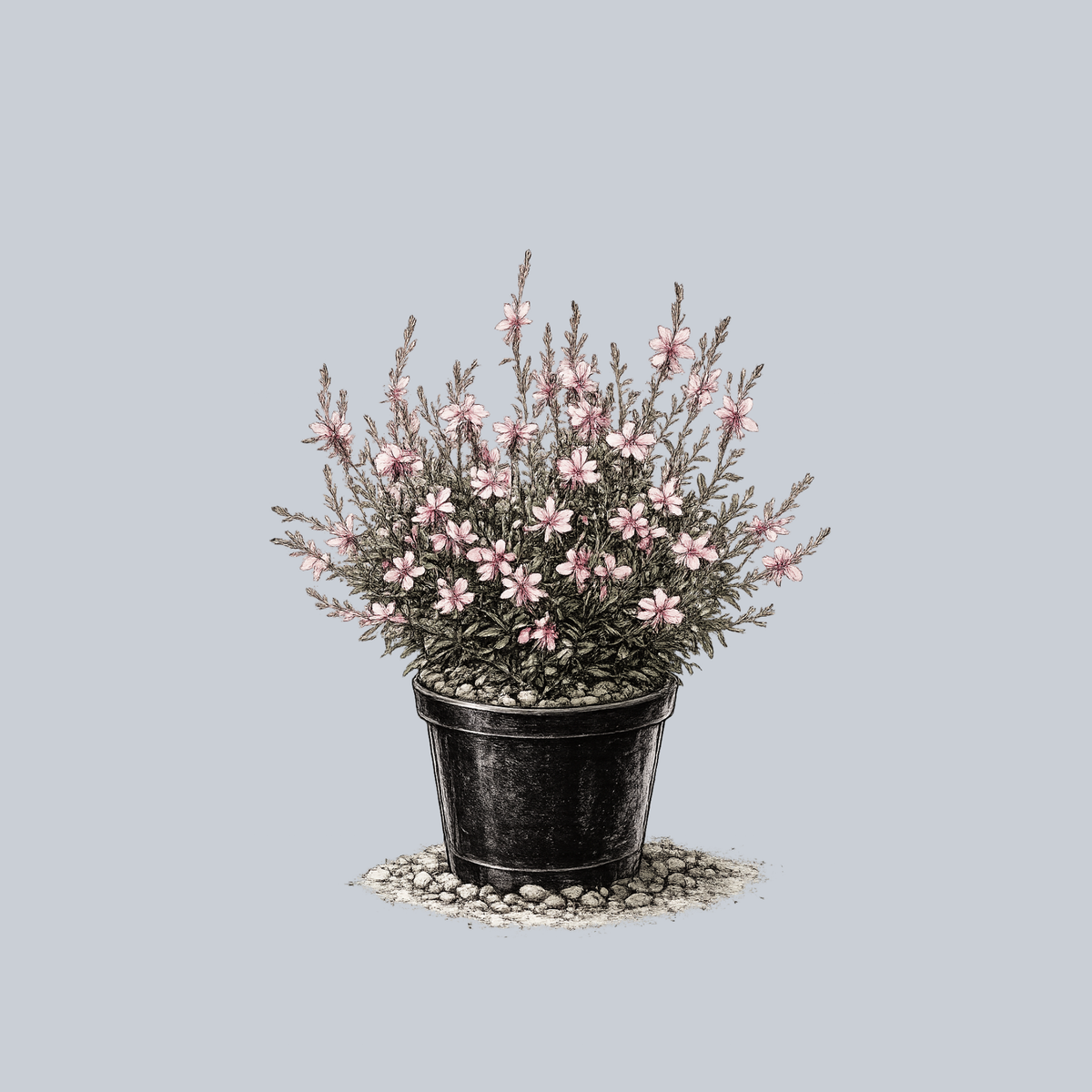 Stratosphere Pink Picotee Wand Flower – Plant Detectives