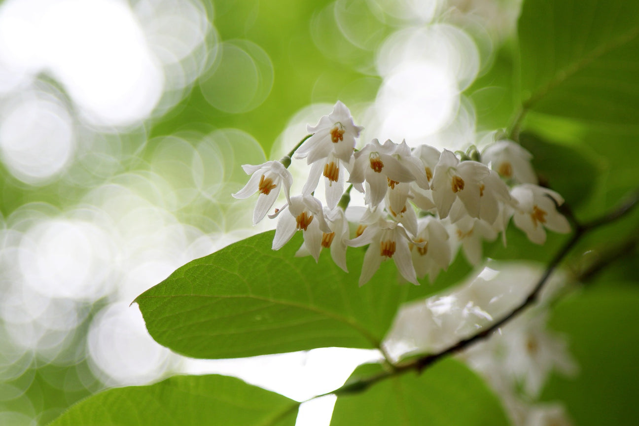 The Styrax Guide – Plant Detectives