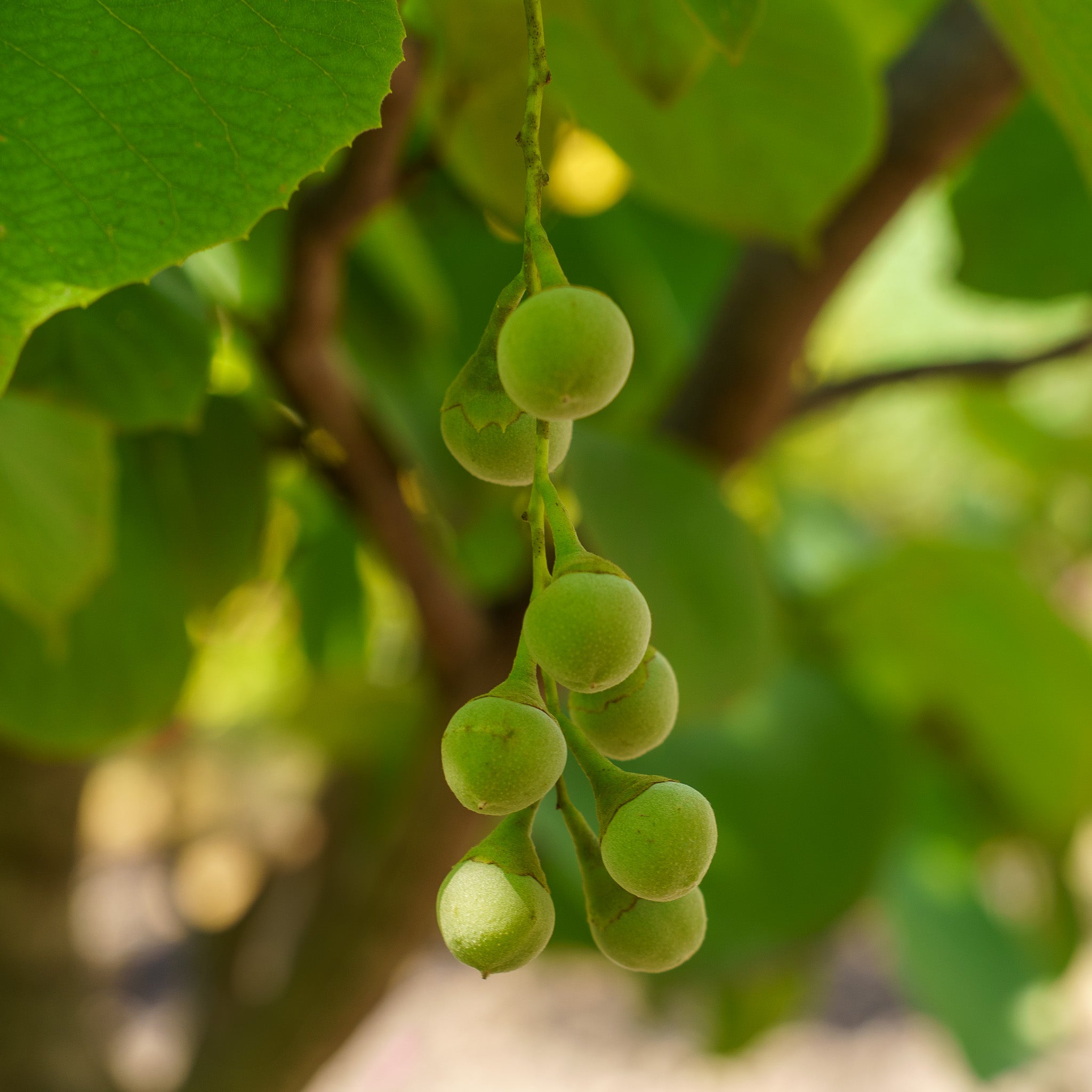 The Styrax Guide – Plant Detectives