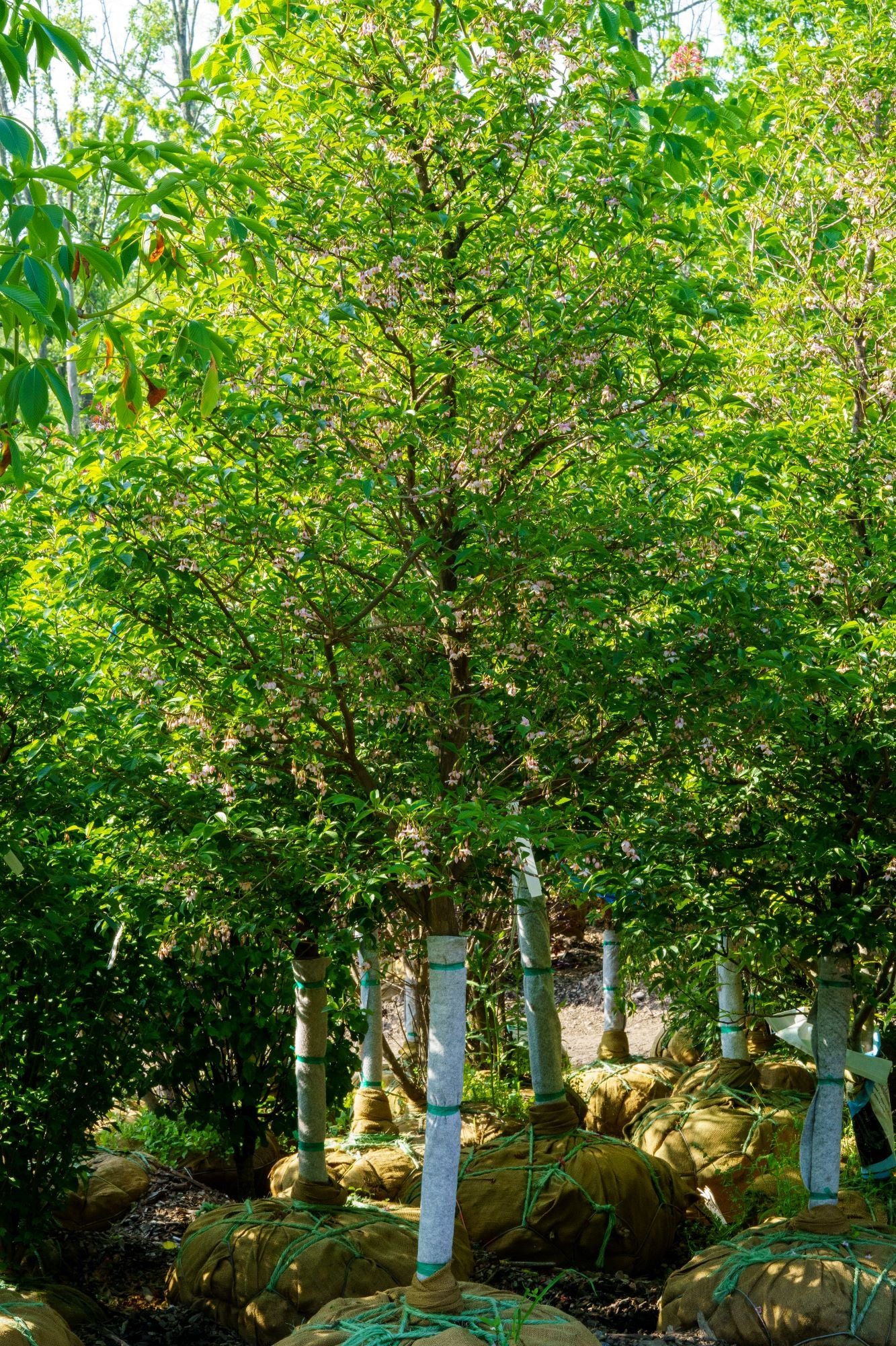 The Styrax Guide – Plant Detectives