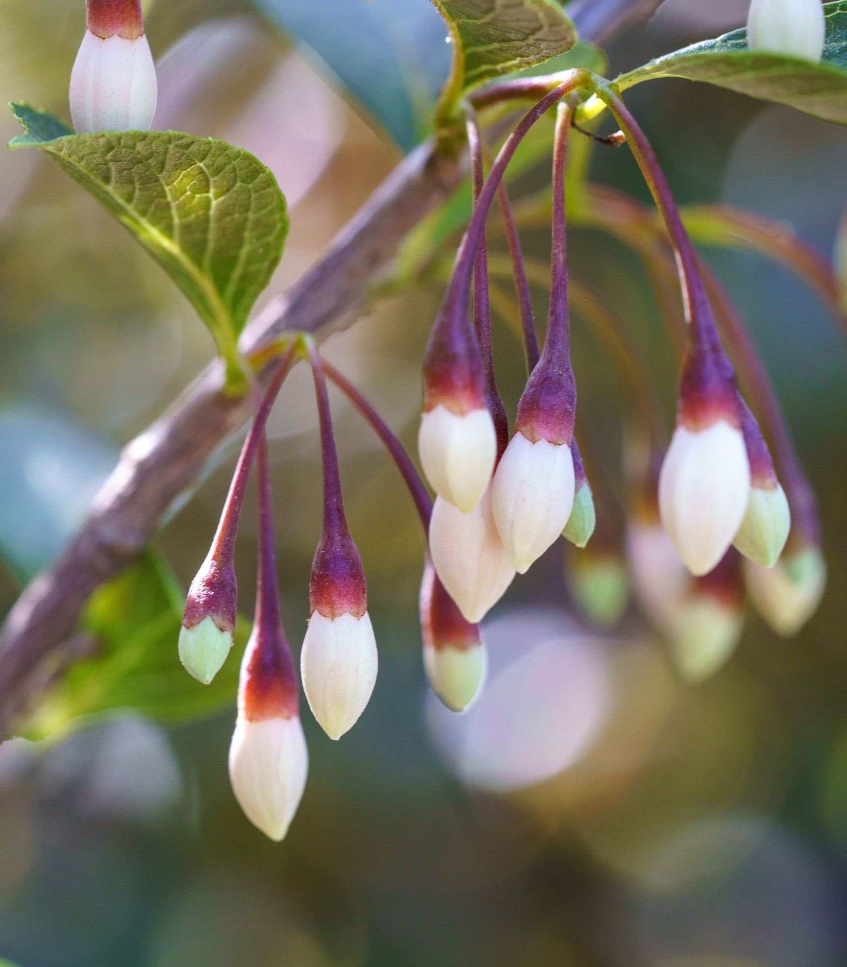 The Styrax Guide – Plant Detectives