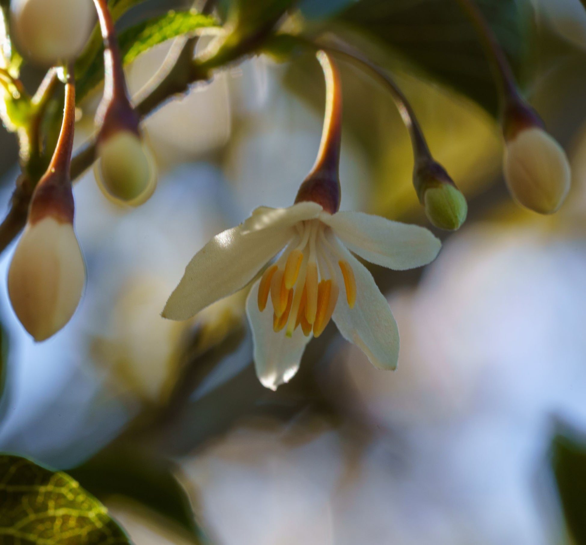 The Styrax Guide – Plant Detectives