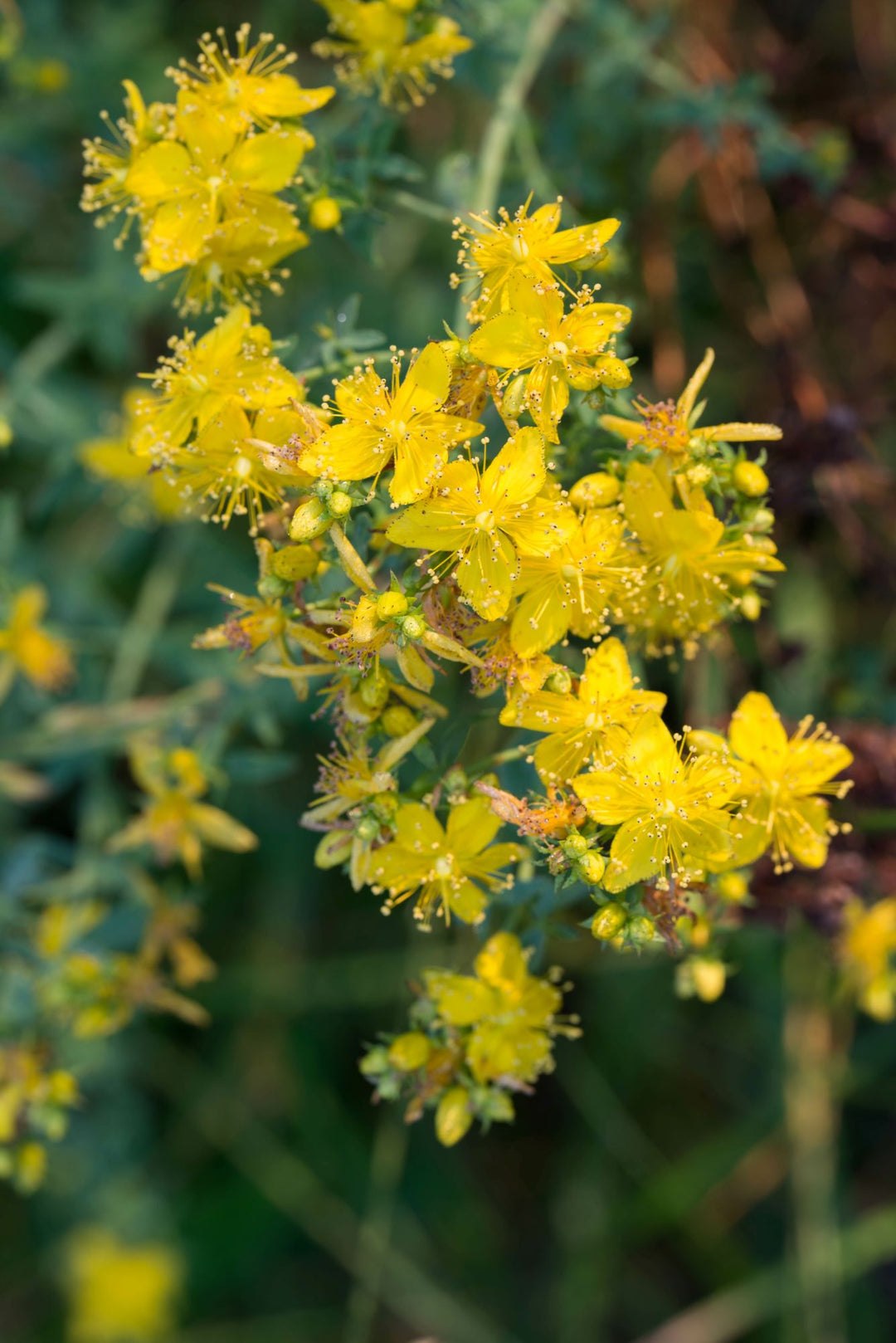 The Hypericum Guide – Plant Detectives
