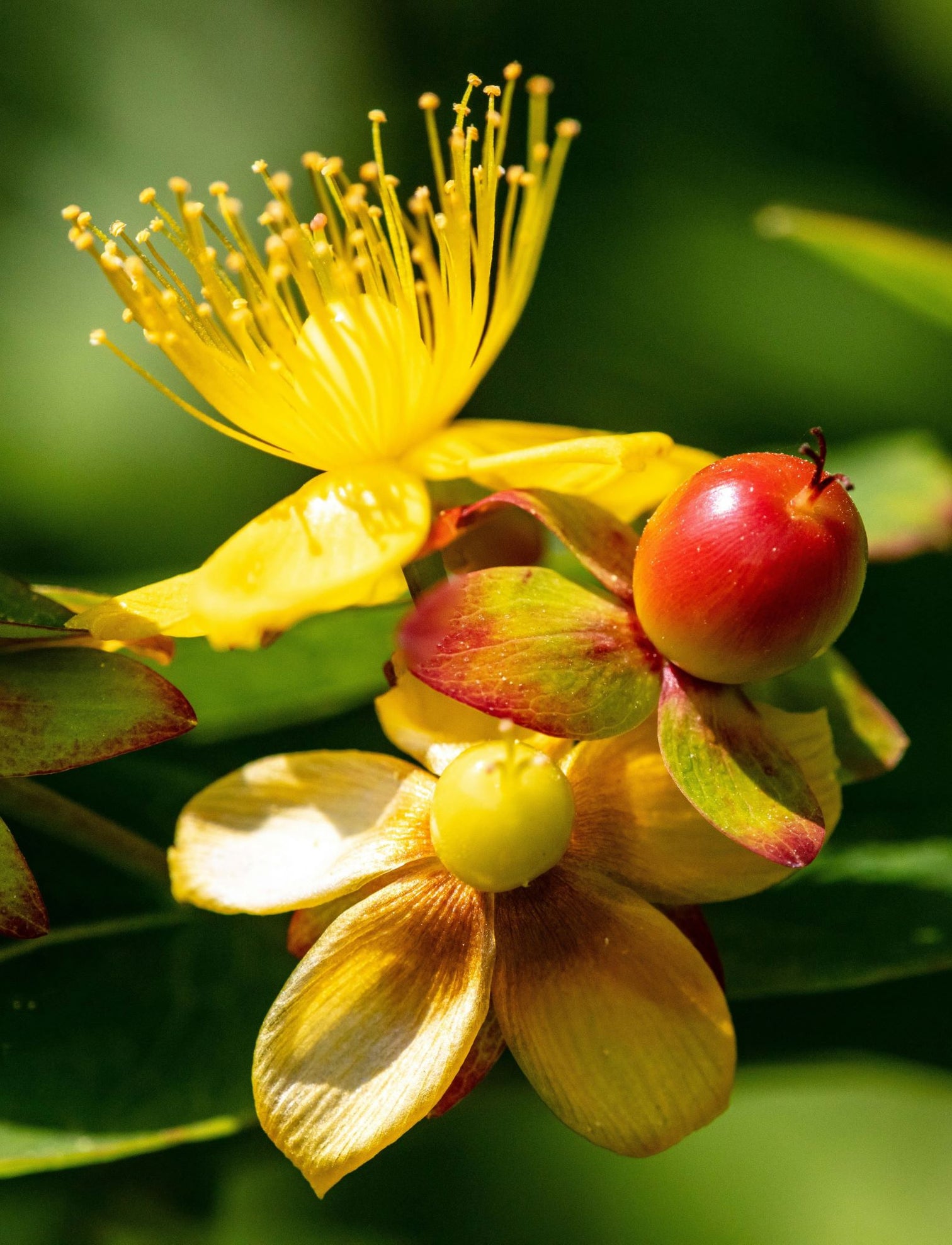 The Hypericum Guide – Plant Detectives