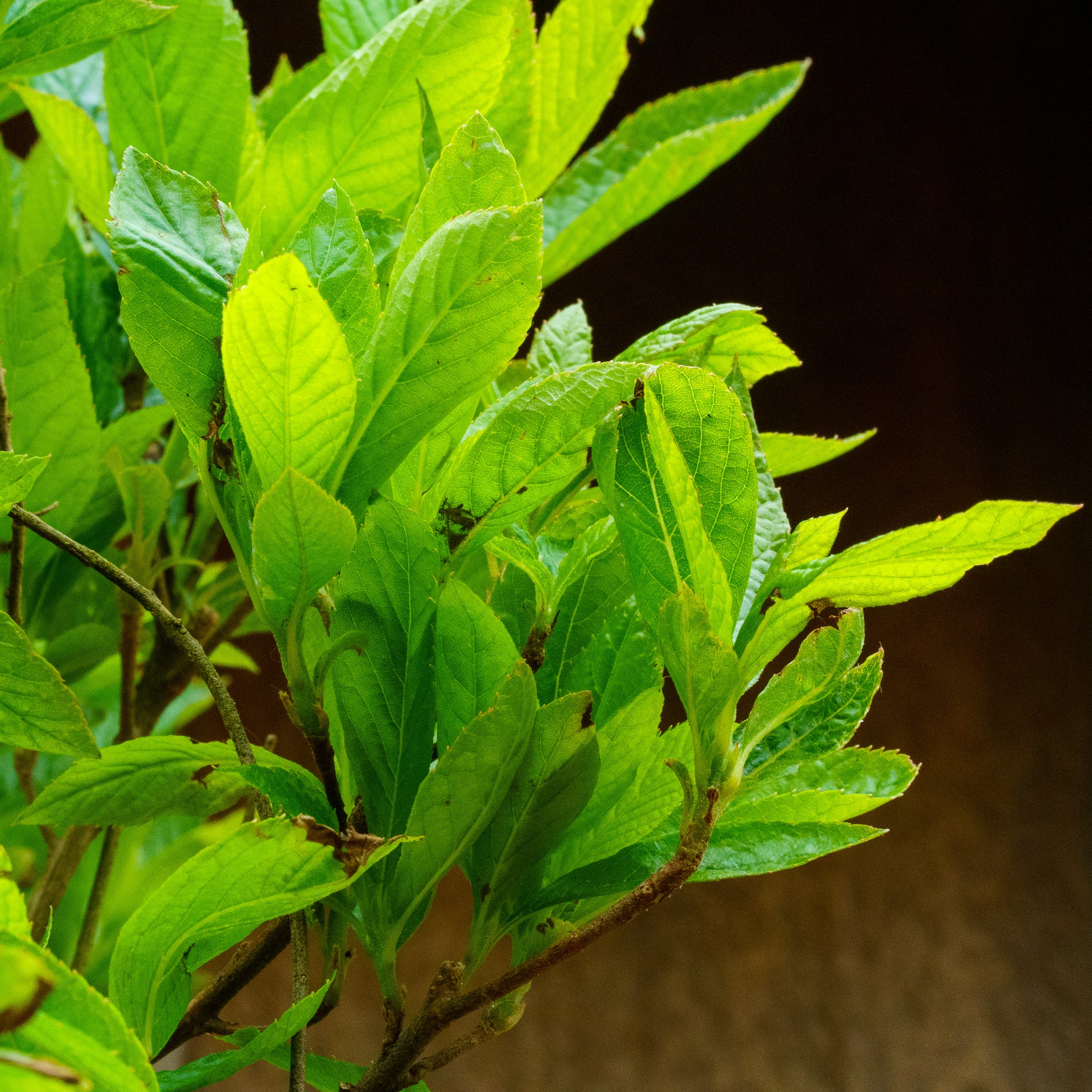 The Summersweet Guide – Plant Detectives