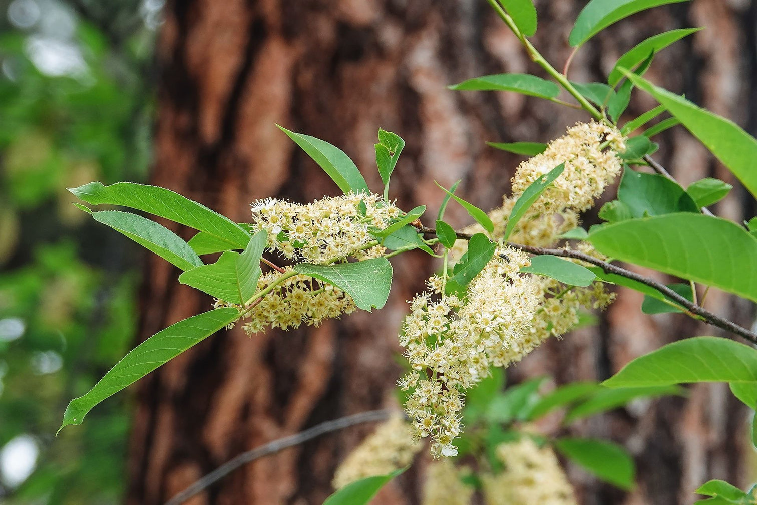 The Summersweet Guide – Plant Detectives