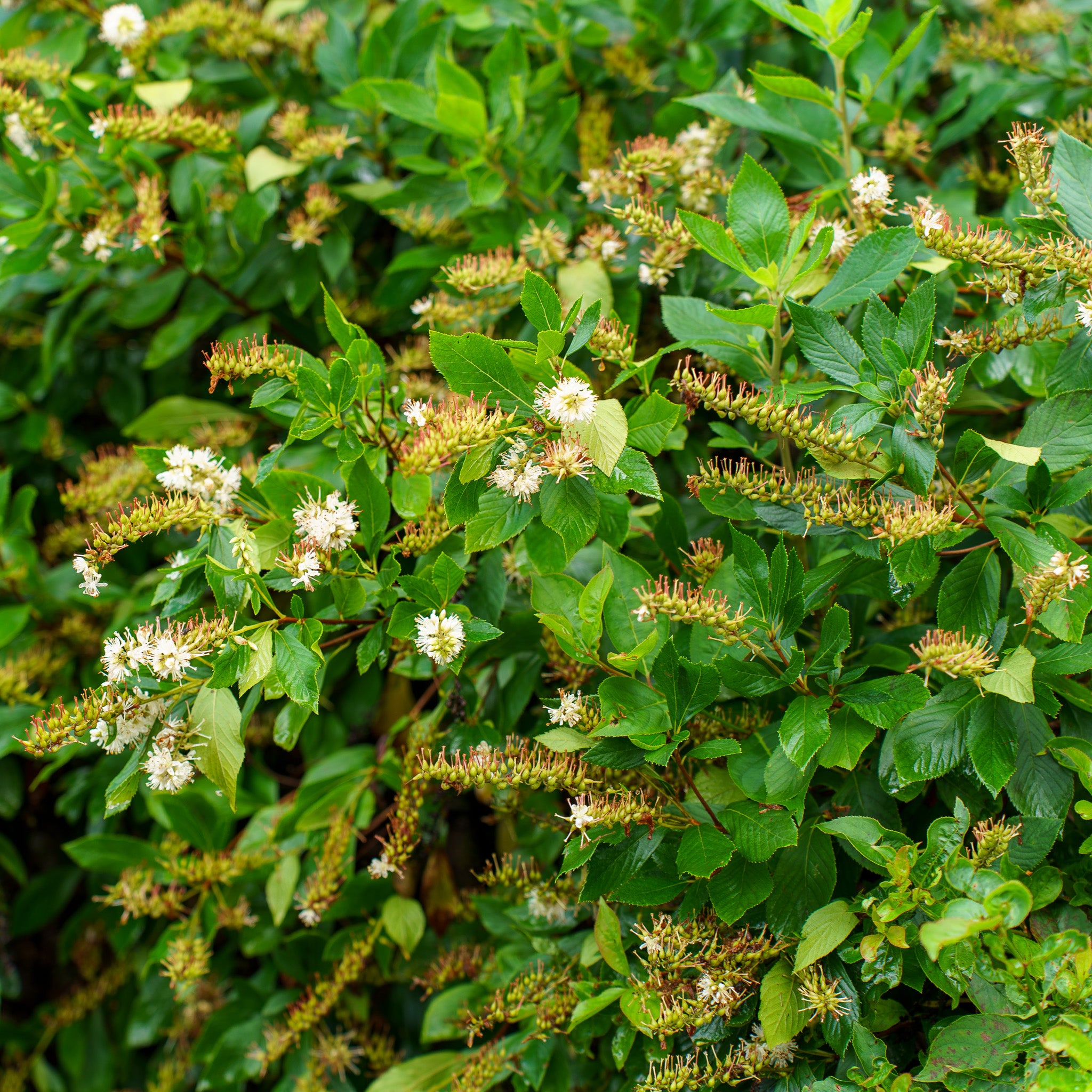 The Summersweet Guide – Plant Detectives