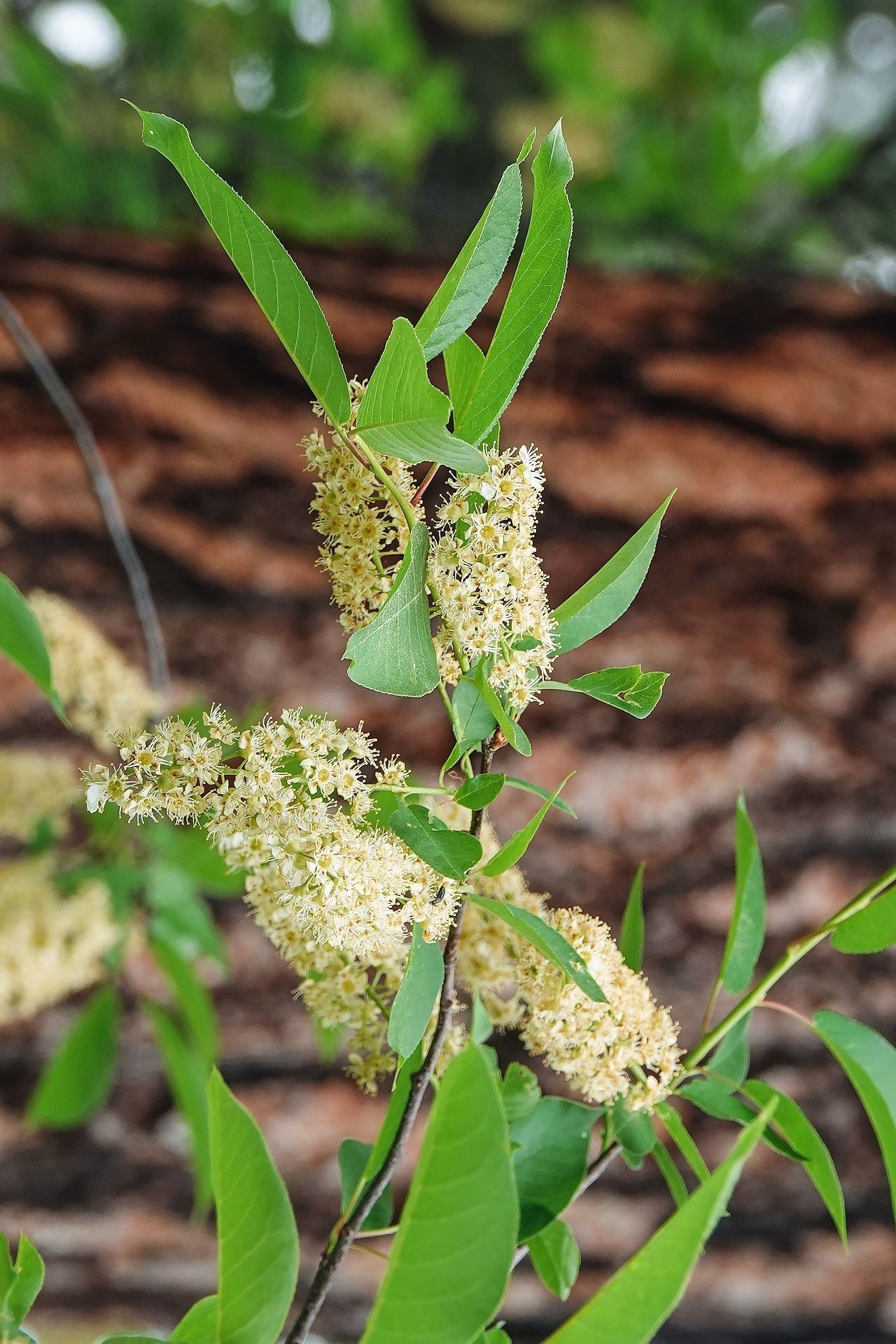 The Summersweet Guide – Plant Detectives