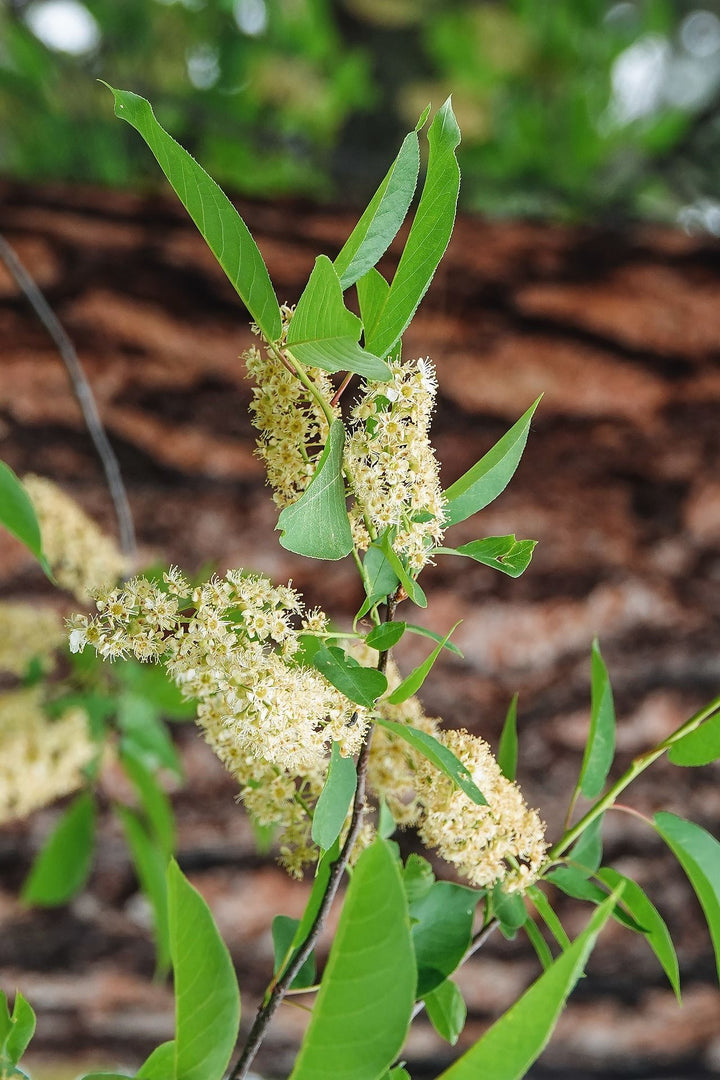 The Summersweet Guide – Plant Detectives