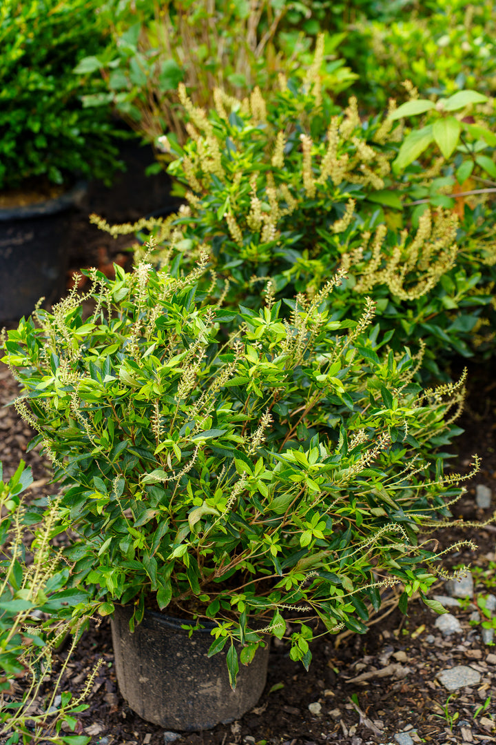 The Summersweet Guide – Plant Detectives