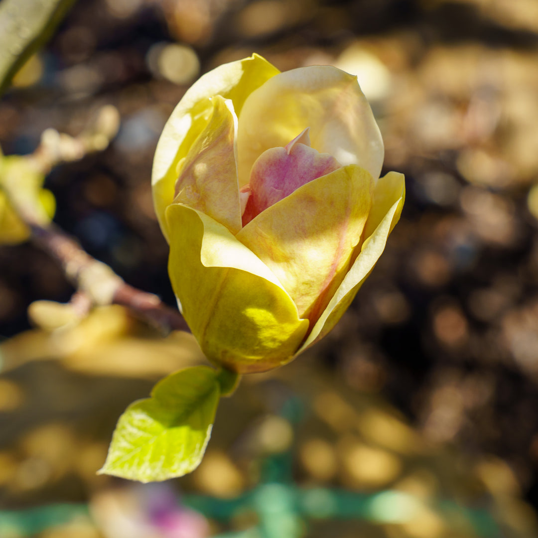 Plant of the Week - Sunsation Magnolia – Plant Detectives