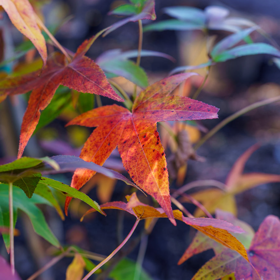The Sweetgum Guide – Plant Detectives