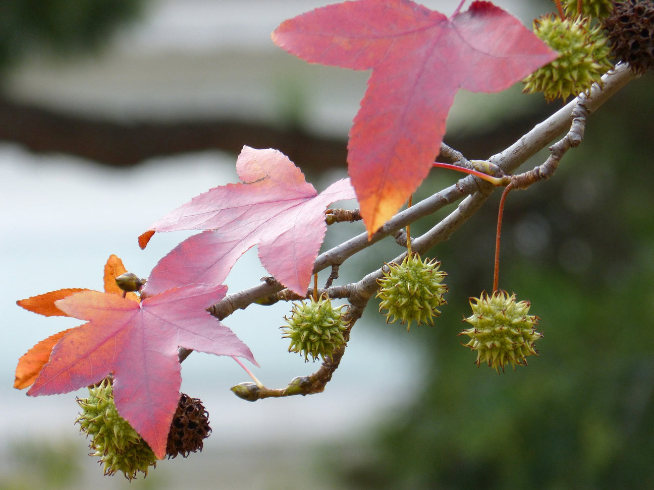 The Sweetgum Guide – Plant Detectives