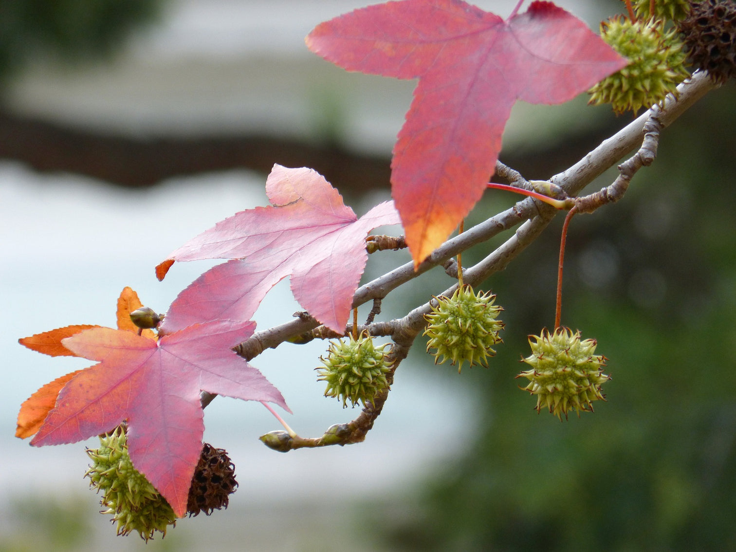 The Sweetgum Guide – Plant Detectives