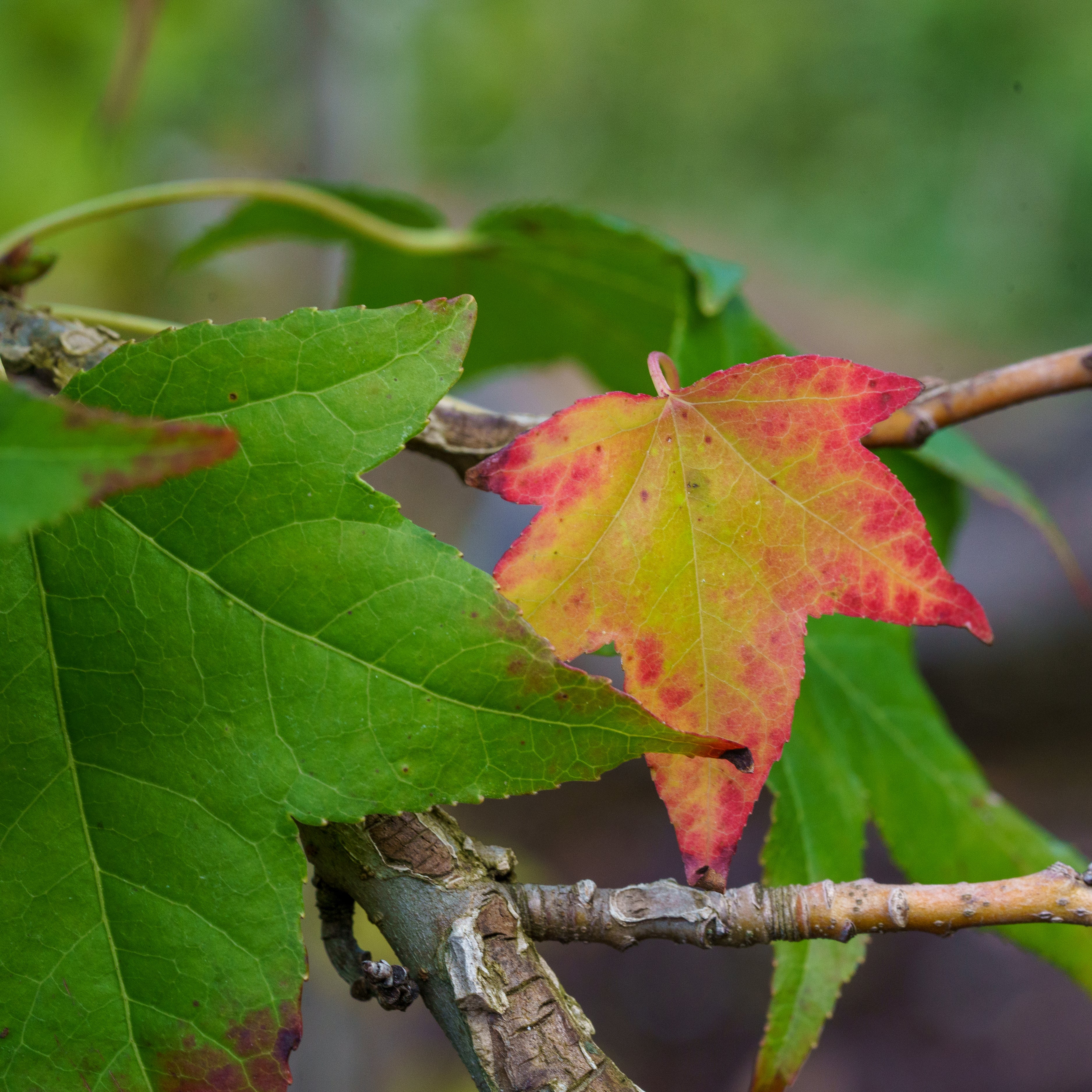 The Sweetgum Guide – Plant Detectives