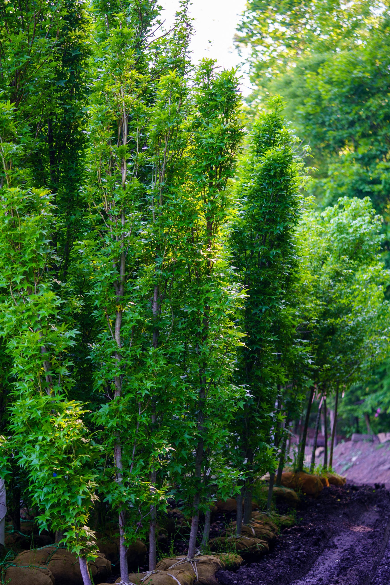 The Sweetgum Guide – Plant Detectives