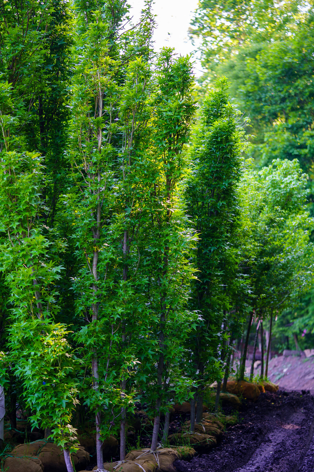The Sweetgum Guide – Plant Detectives