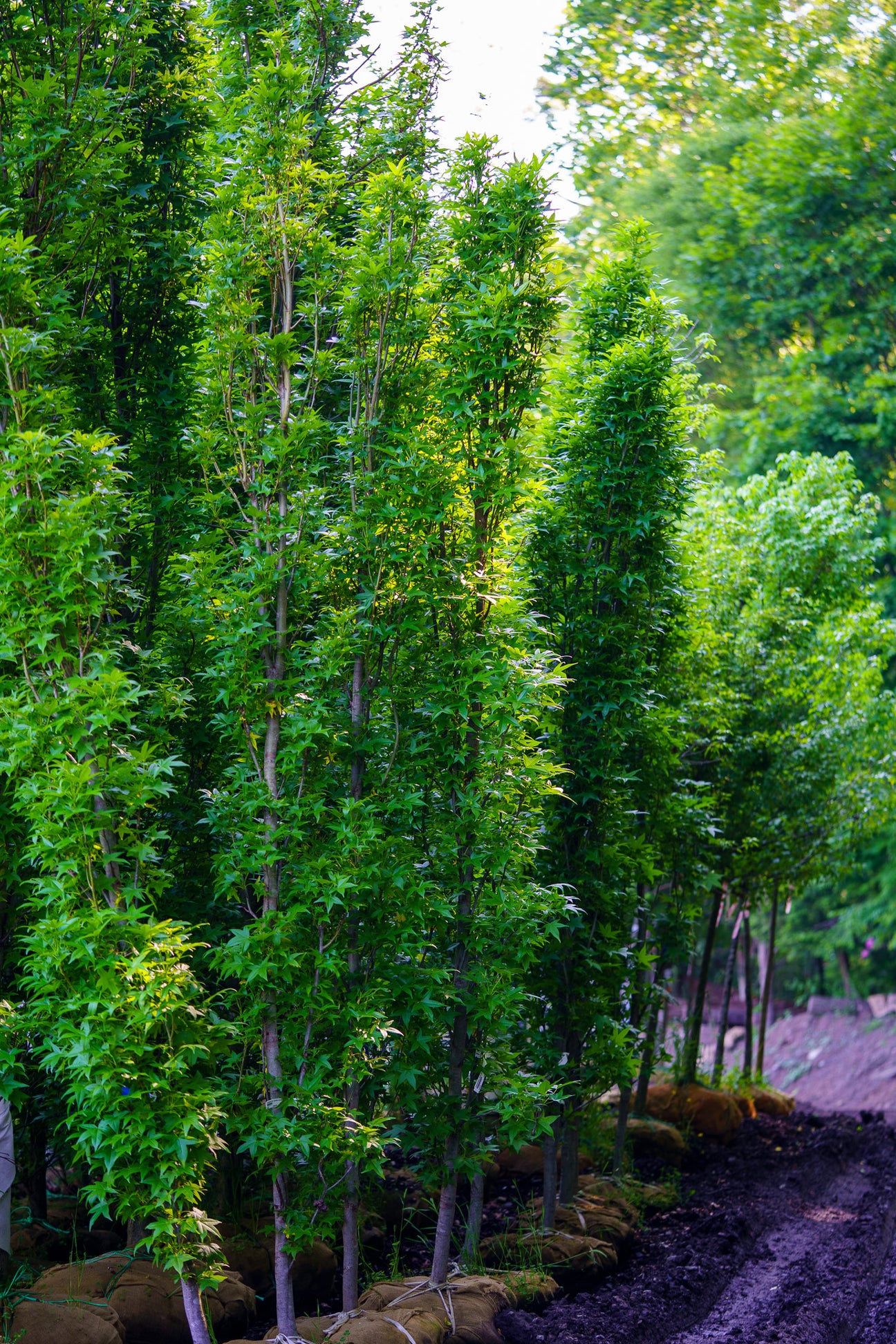 The Sweetgum Guide – Plant Detectives