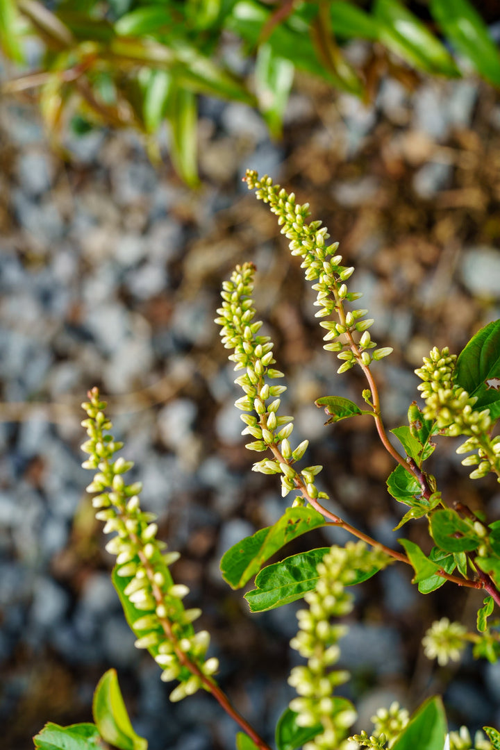 The Sweetspire Guide – Plant Detectives