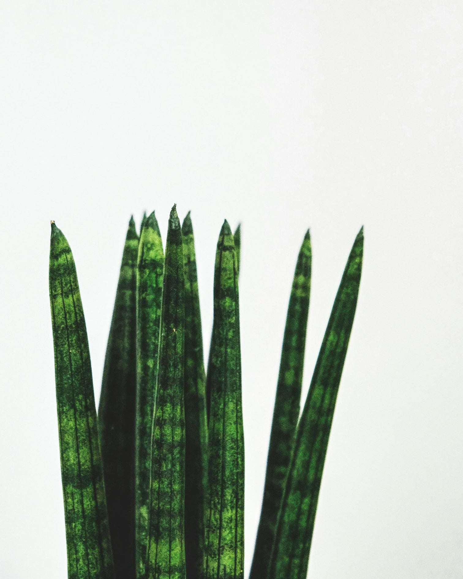 The Sansevieria Guide – Plant Detectives