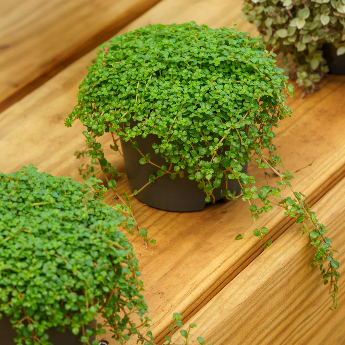 Sao Paulo Baby Toes – Plant Detectives