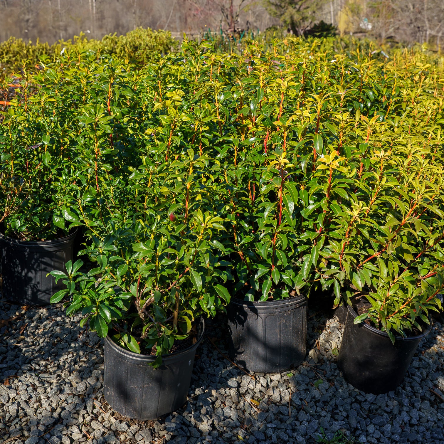 The Mountain Laurel Guide – Plant Detectives