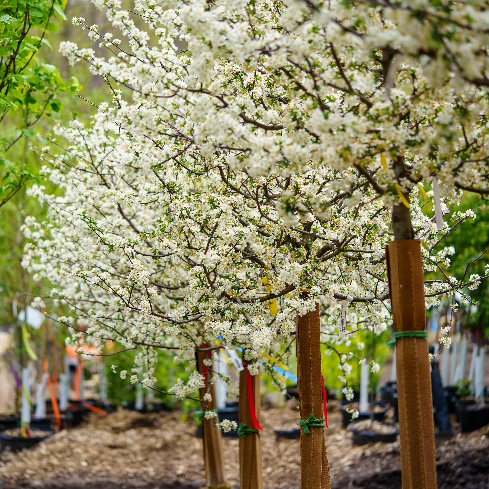 Crabapple (Malus) – Plant Detectives