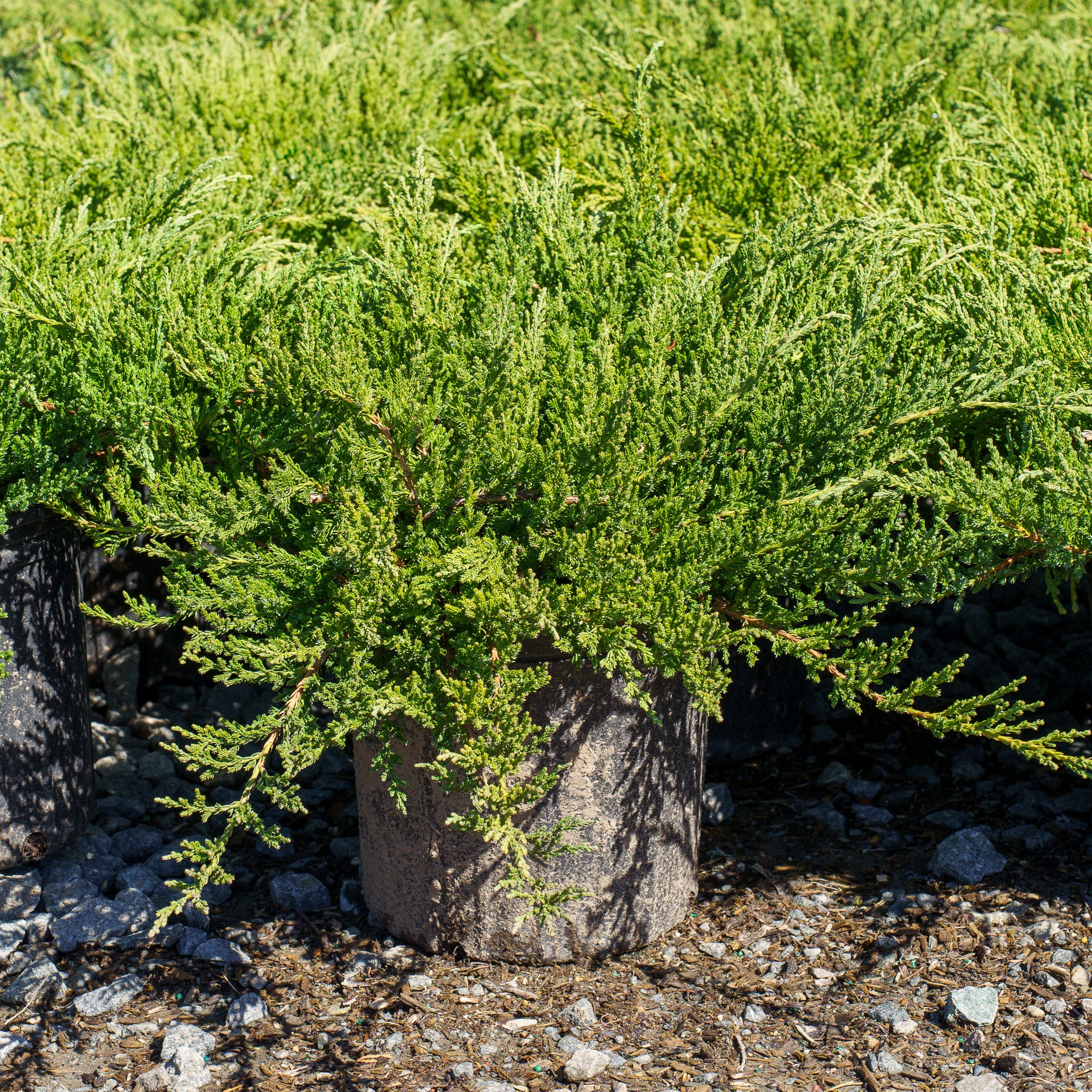 Sargent Chinese Juniper – Plant Detectives