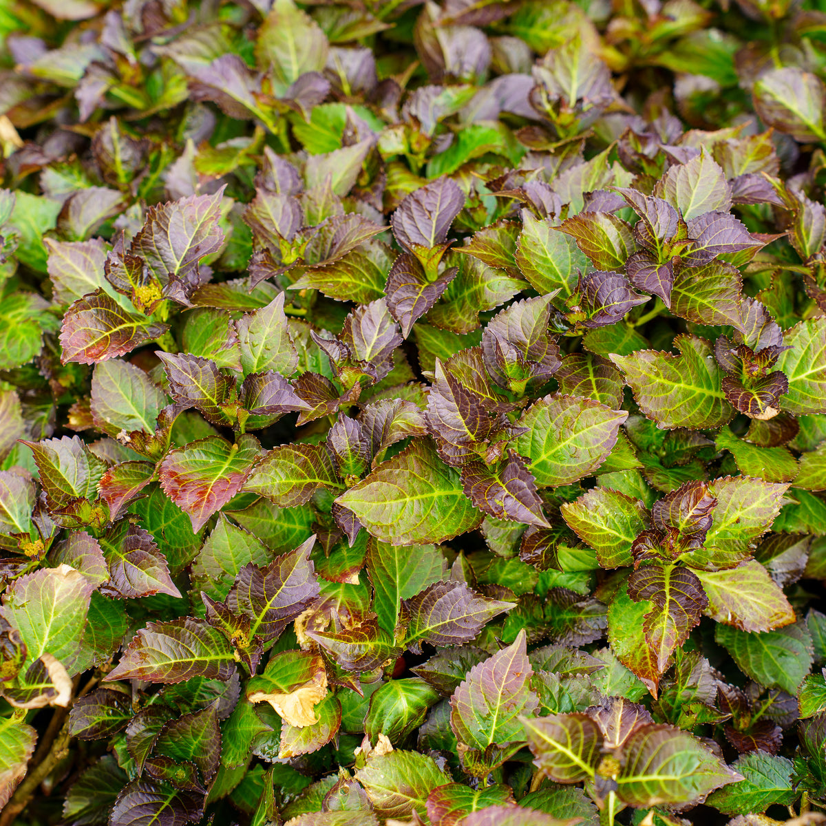 Seaside Serenade Hamptons Hydrangea – Plant Detectives