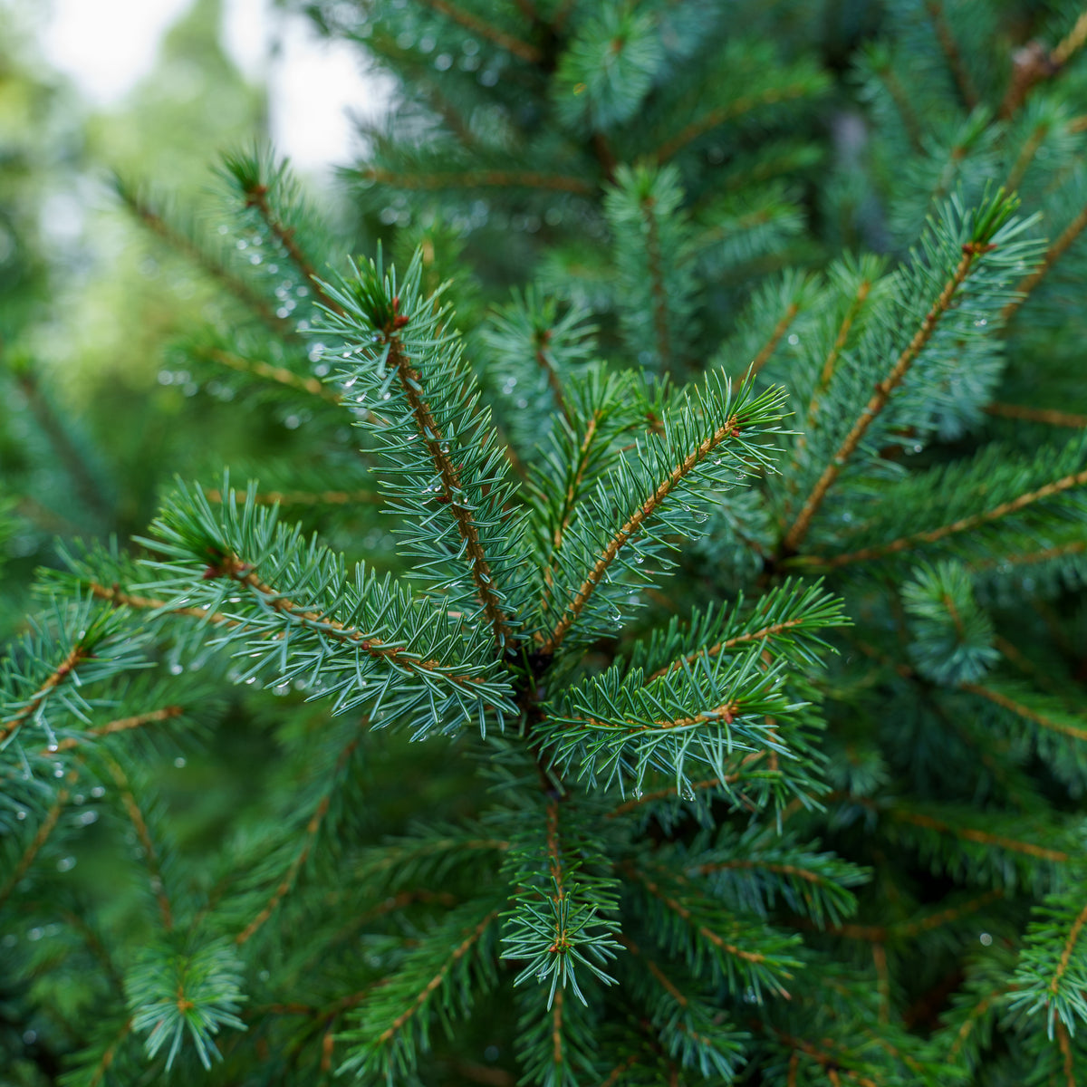 Serbian Spruce – Plant Detectives