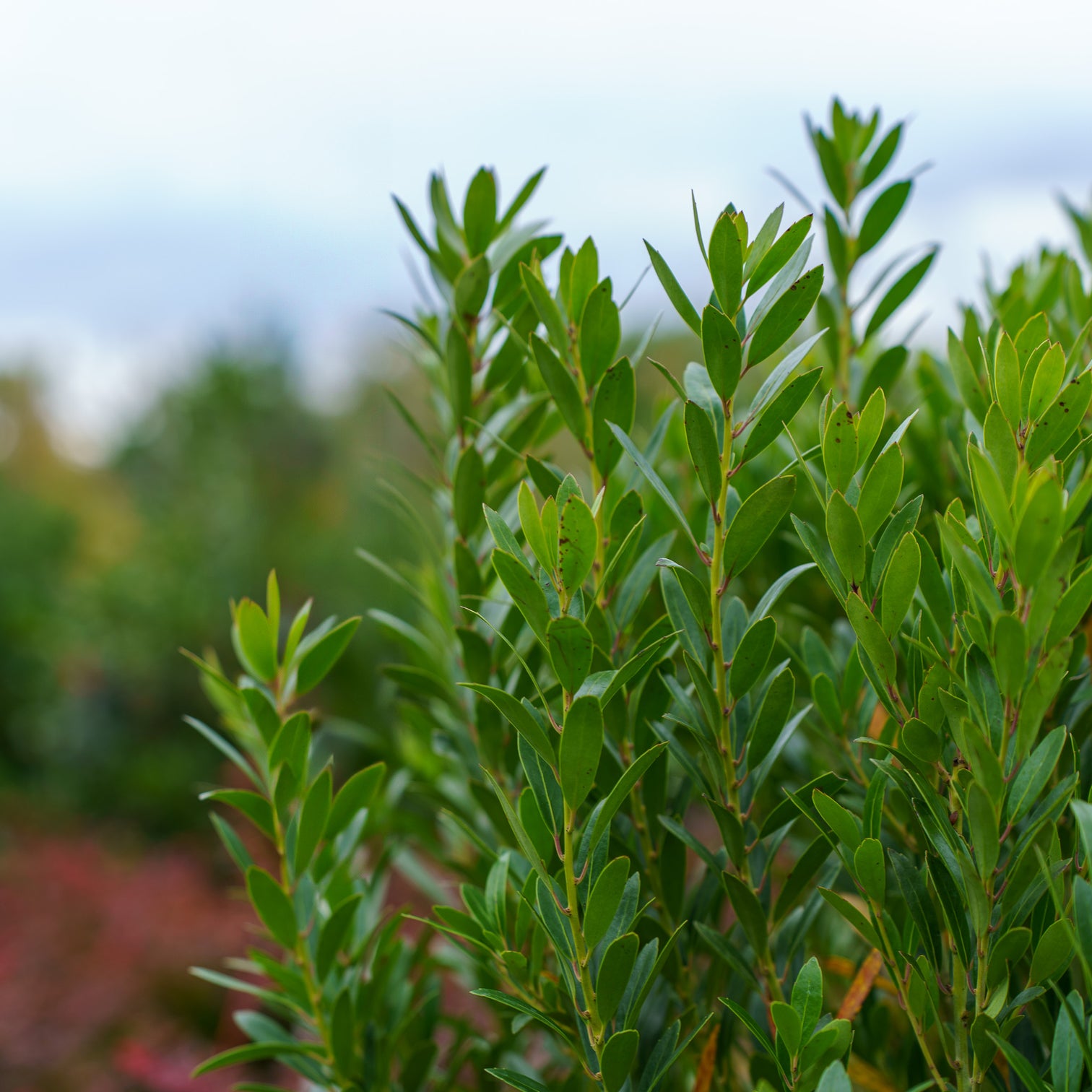 Plant of the Week - Shamrock Inkberry Holly – Plant Detectives